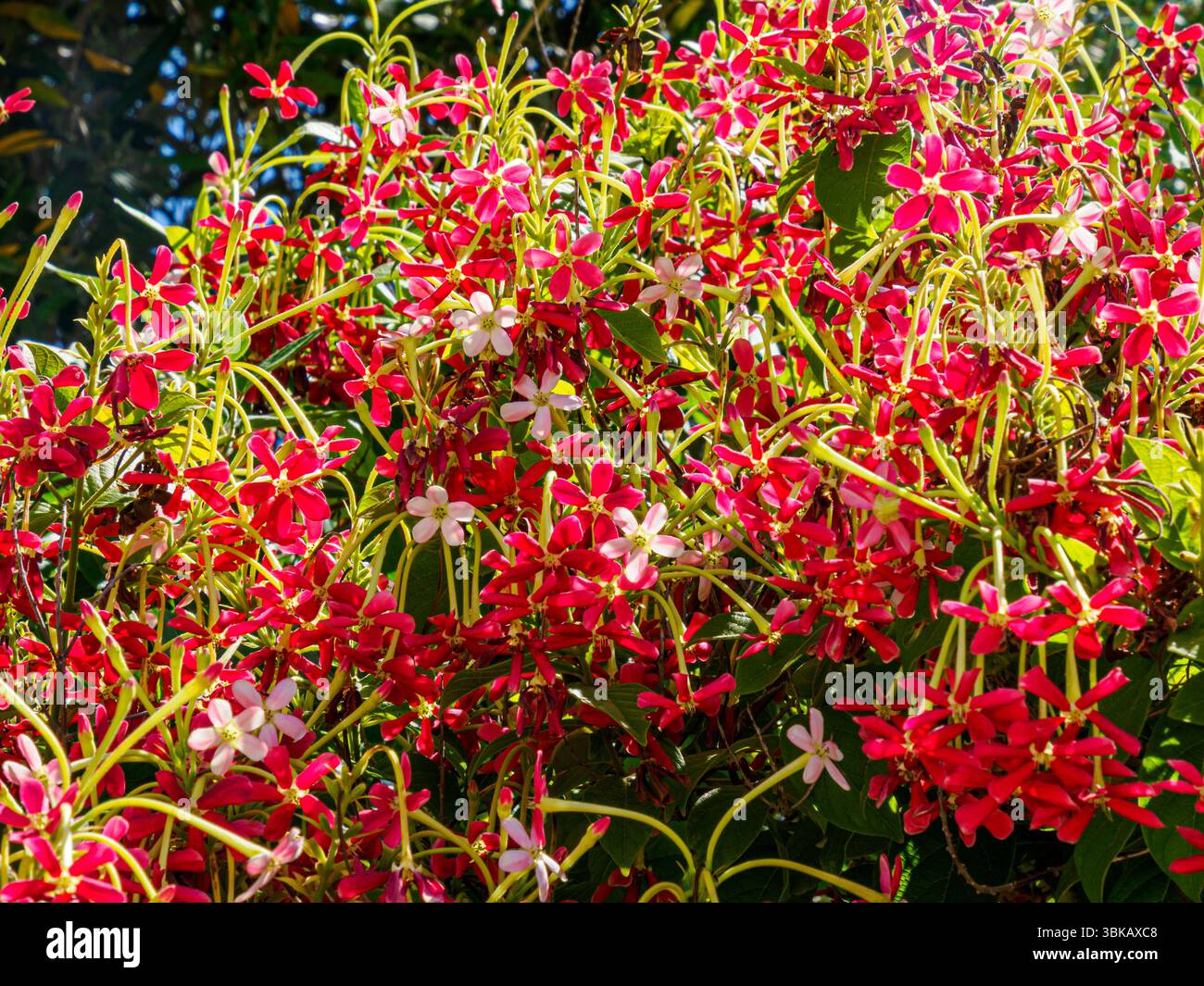Combretum hi-res stock photography and images - Alamy