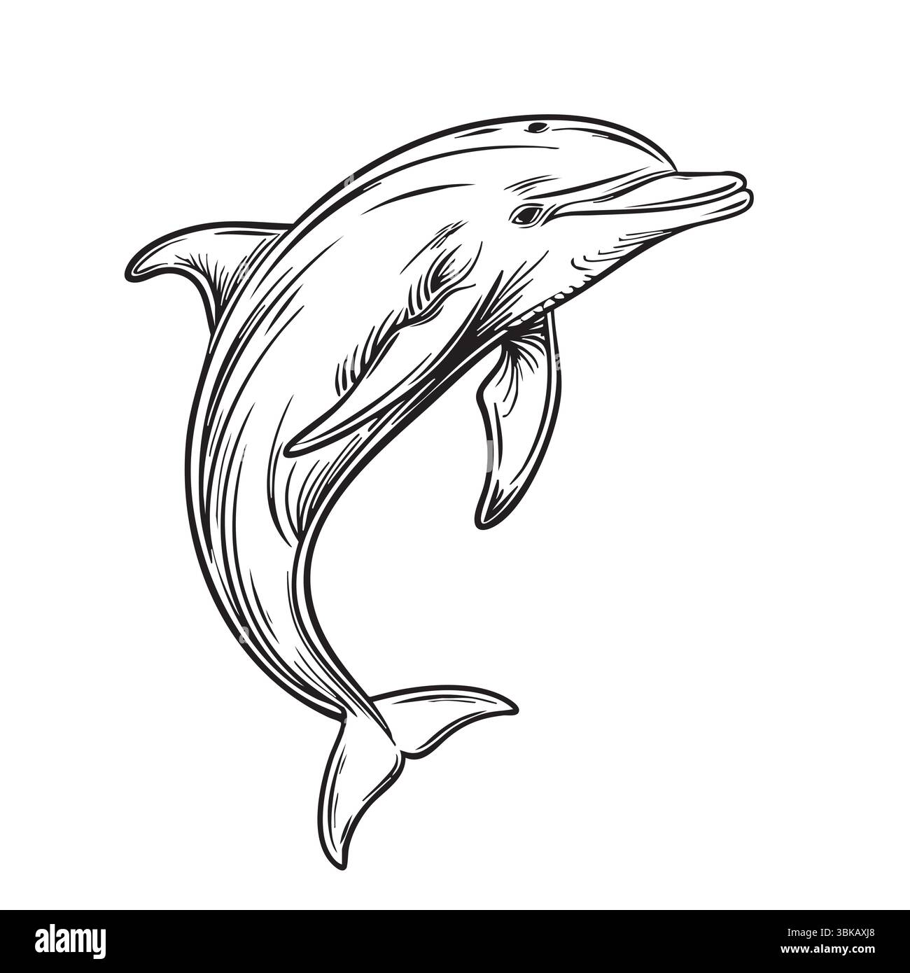 Dolphin jumping out water Black and White Stock Photos & Images - Alamy