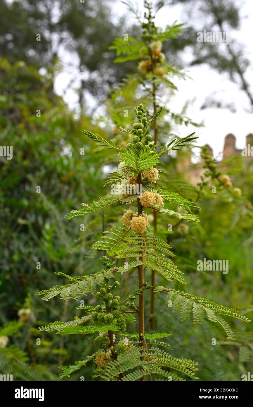 Fluffy white spring flowers and pretty foliage of Leucaena leucocephala ...