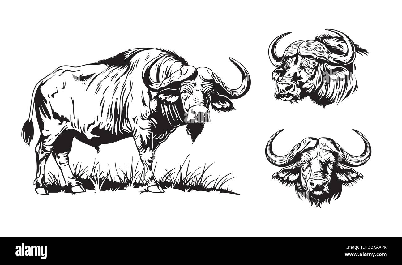 Detailed Black and White Line Art of an African Buffalo Stock Vector ...
