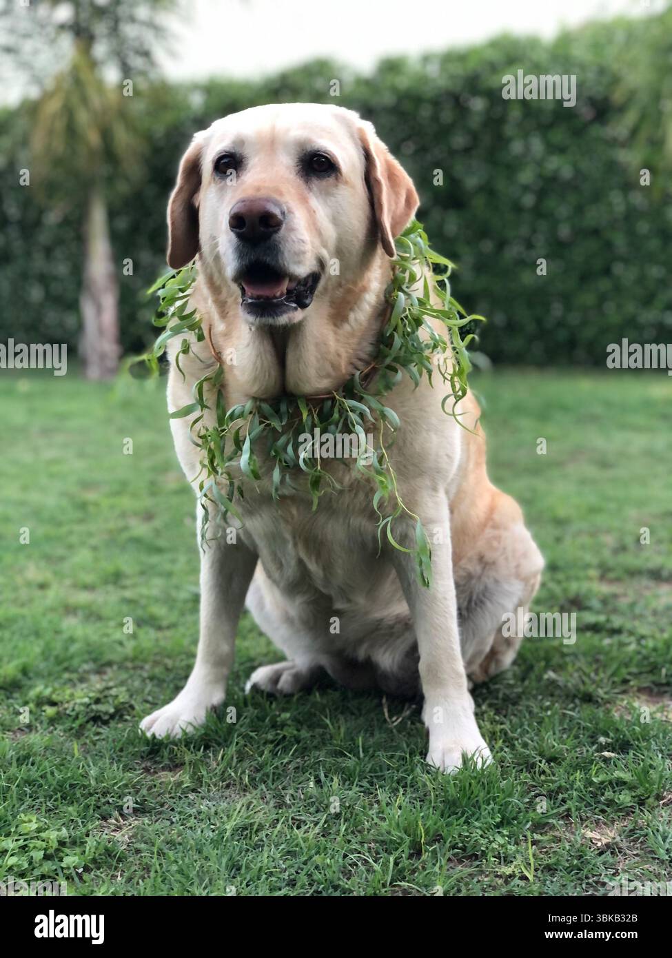 Happy labrador with leaf wreath in the garden Stock Photo - Alamy