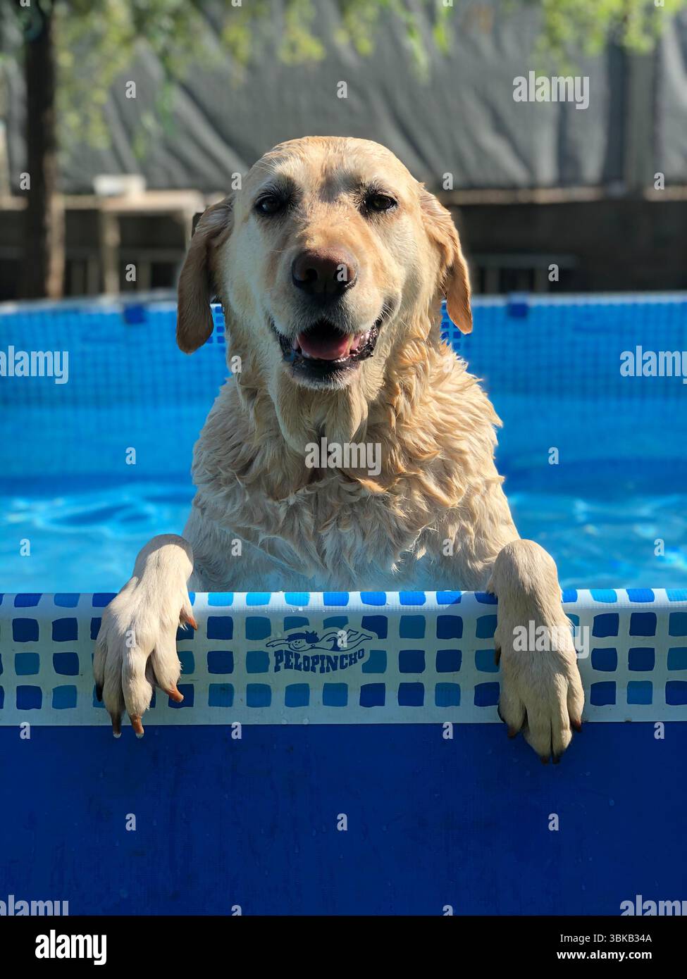Happy labrador enjoying a refreshing dip in the pool Stock Photo - Alamy