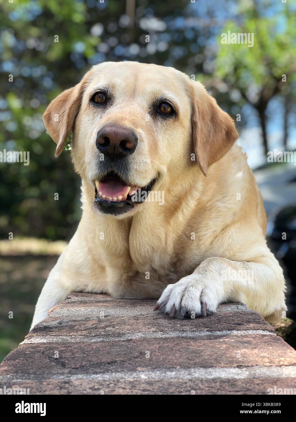 Cream labrador smiling hi-res stock photography and images - Alamy