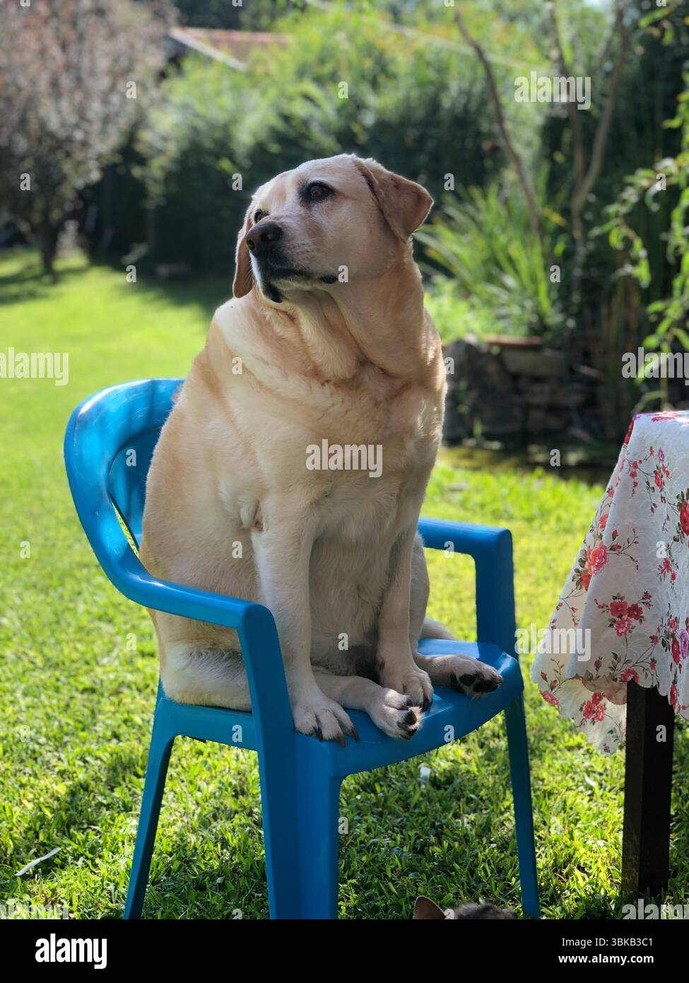 Labrador sitting at table hi-res stock photography and images - Alamy