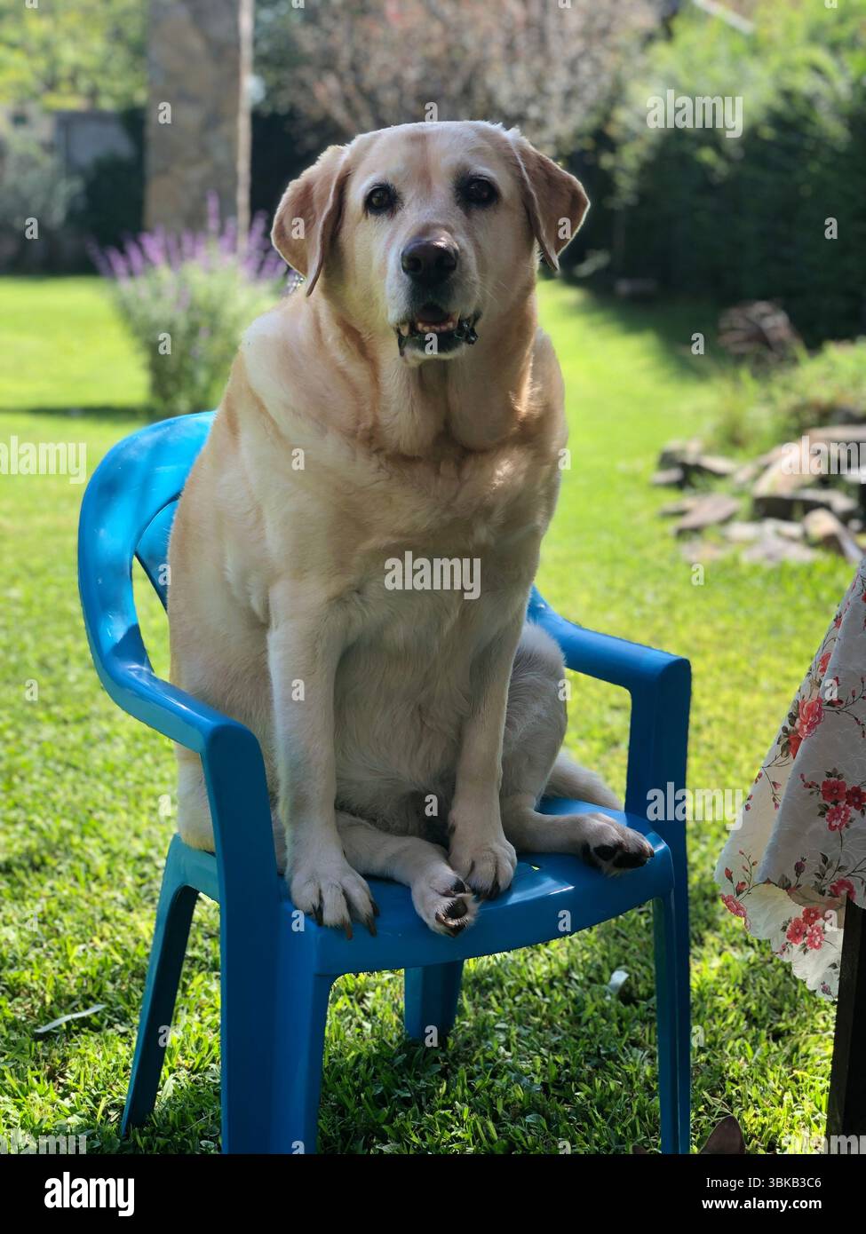 Labrador sitting at table hi-res stock photography and images - Alamy