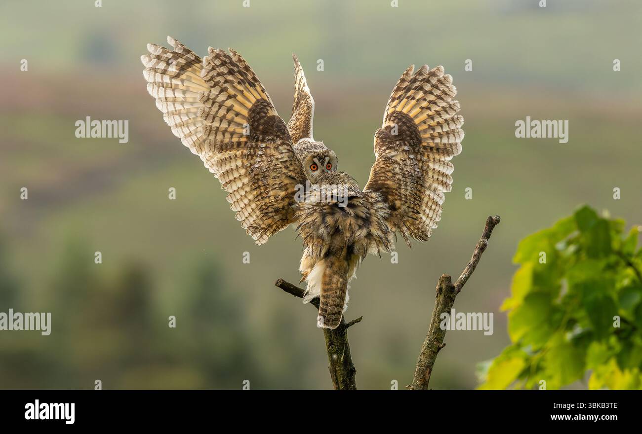 Long Eared Owl Stock Photo - Alamy