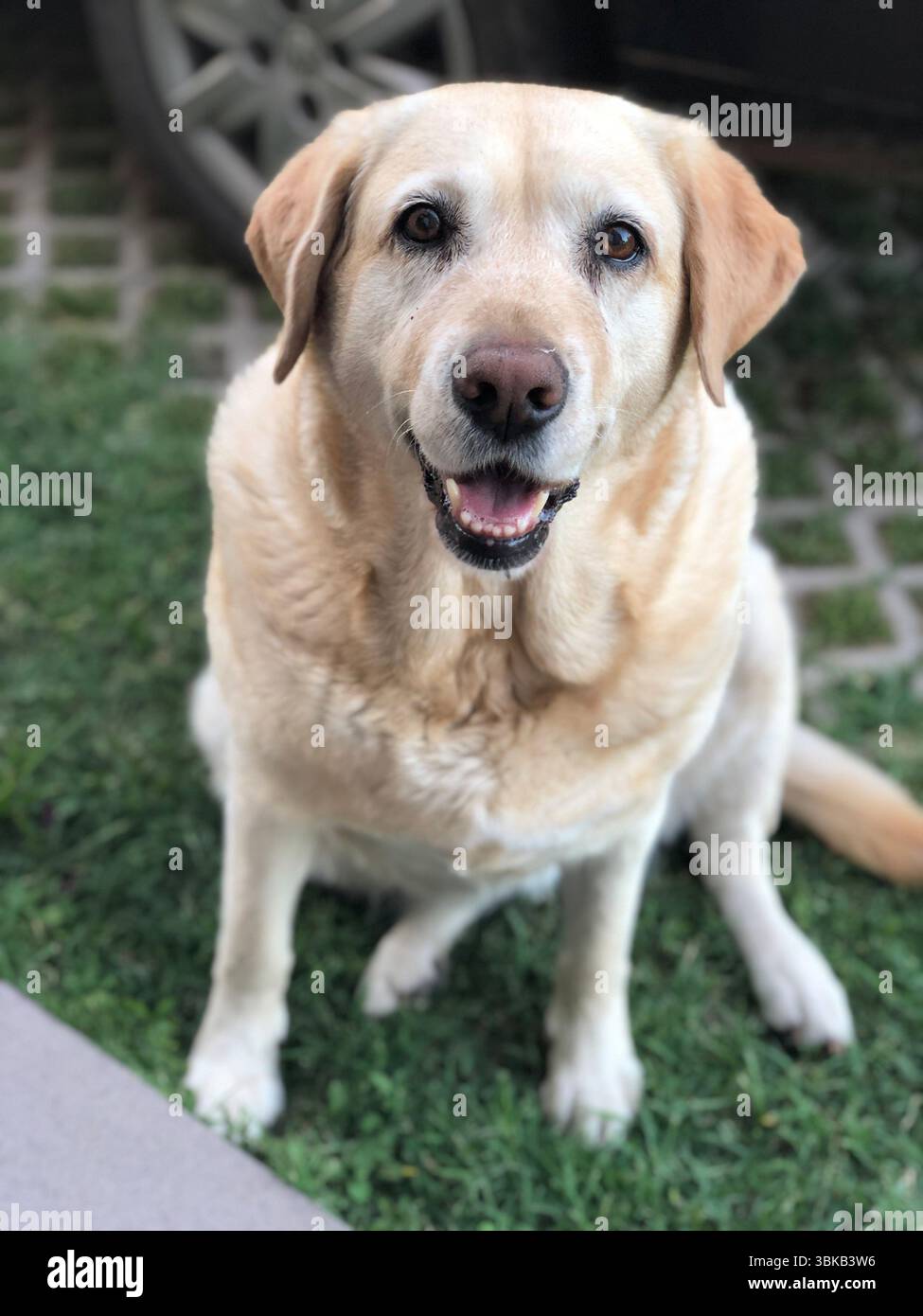 Happy and alert labrador sitting on the garden grass Stock Photo - Alamy