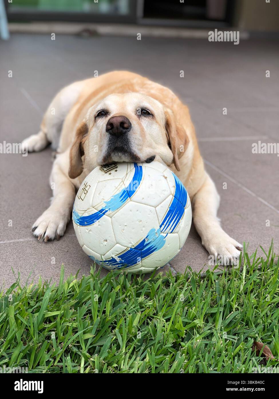 Relaxed labrador with its soccer ball on the patio Stock Photo - Alamy