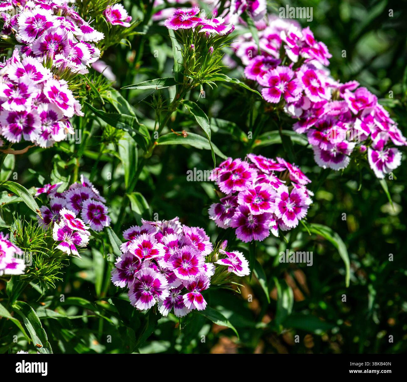 Vibrant clusters of pink and white Sweet William (Dianthus Barbatus ...