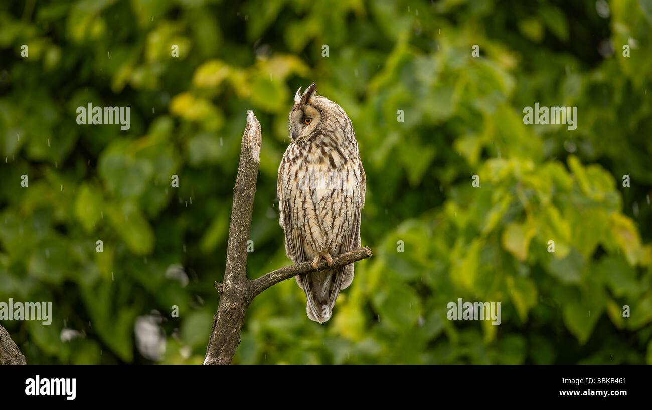 Long Eared Owl Stock Photo - Alamy