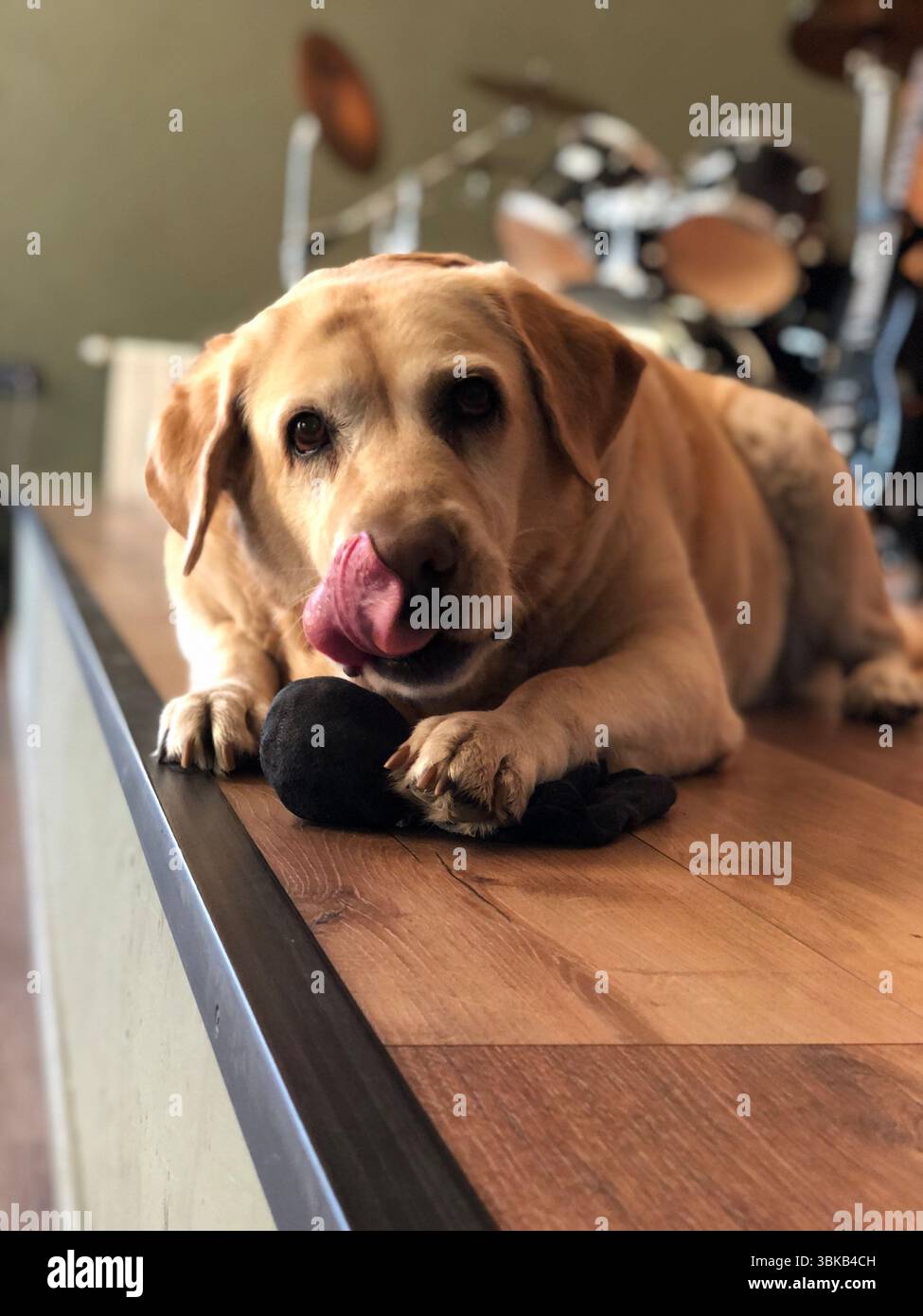 Black labrador retriever licking his snout hi-res stock photography and ...