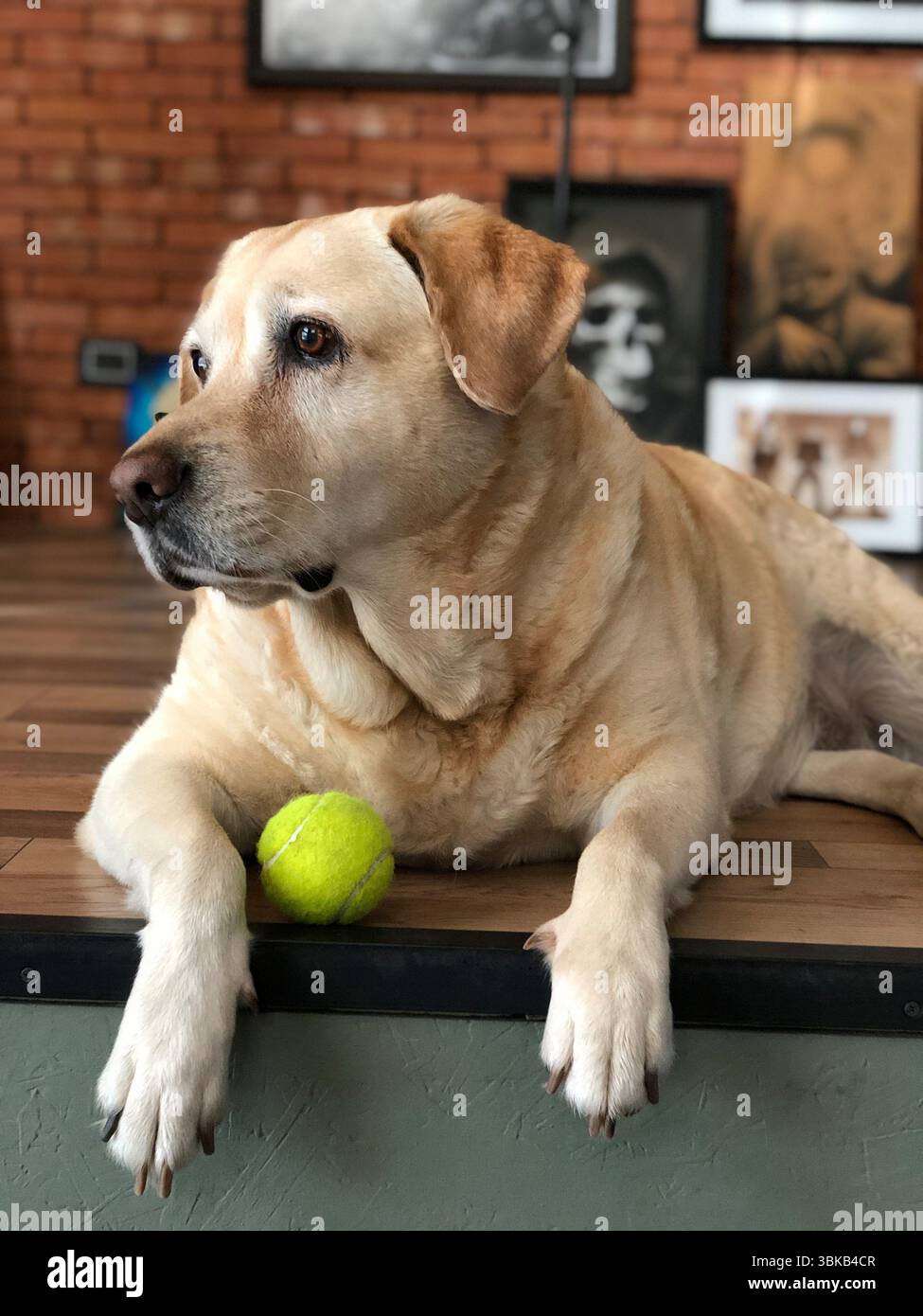 Golden labrador puppy yellow ball hi-res stock photography and images ...
