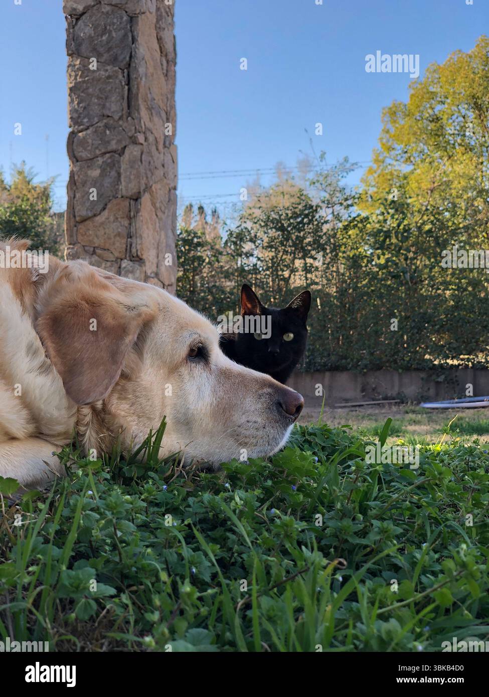 Labrador dog and black cat together in the garden Stock Photo - Alamy