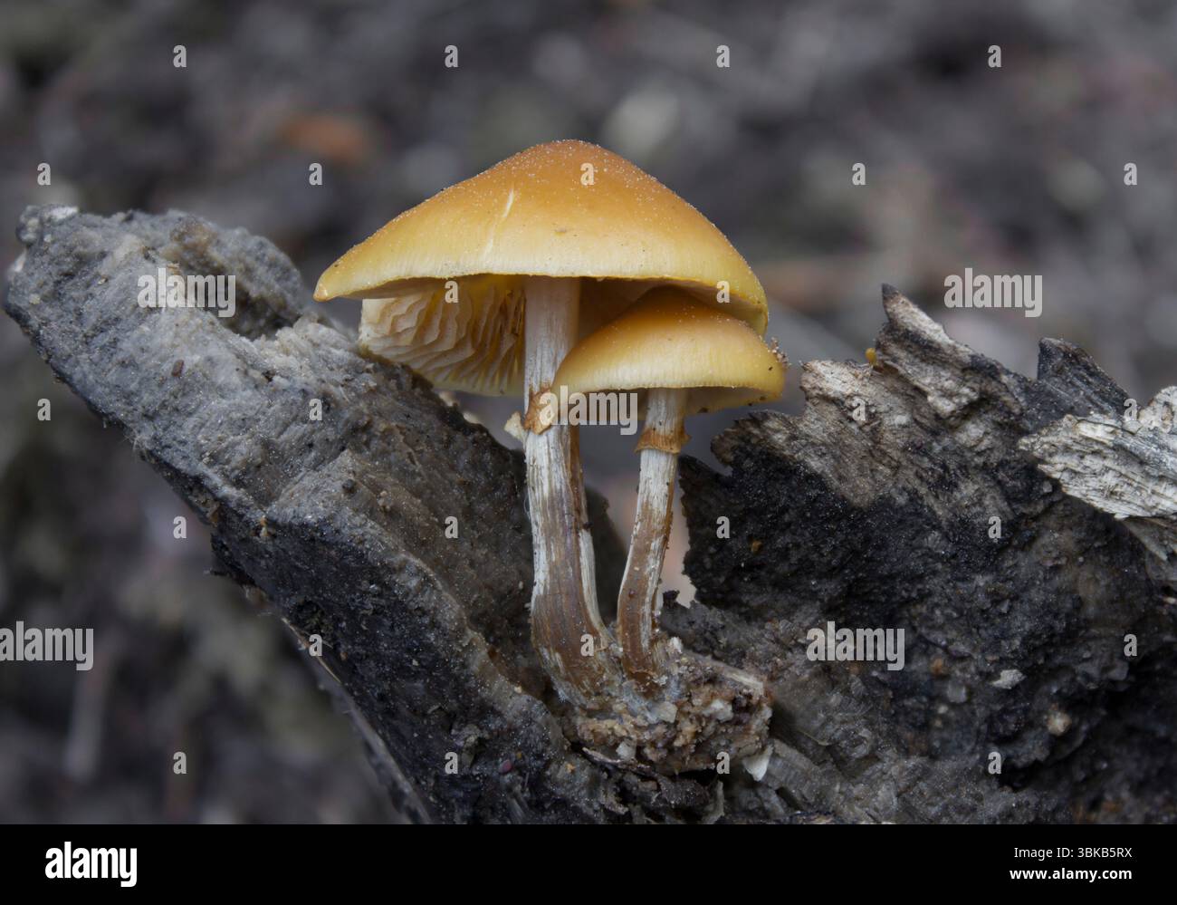 Milk-cap fungi (Lactarius volemus) Wild mushrooms growing in the forest ...