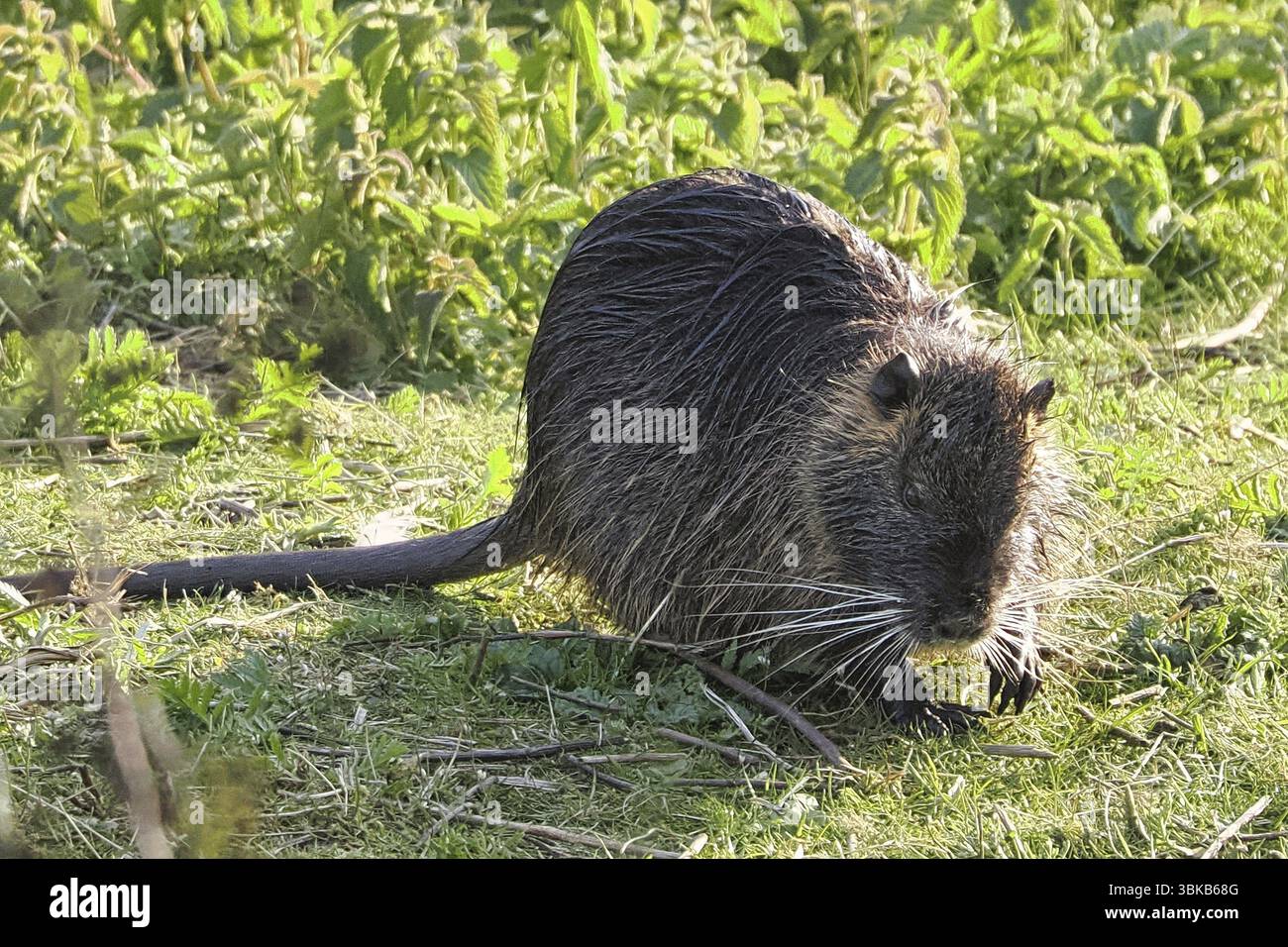 Nutria (Myocastor coypus) in the municipal park, beaver rat, North ...