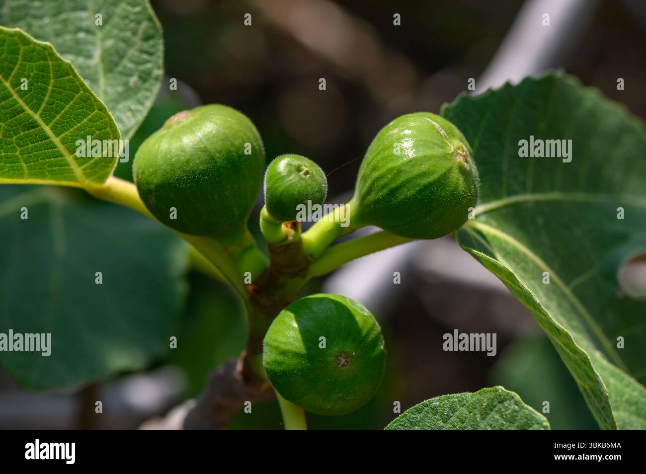 Close-up of young figs growing on a fig tree in Cyprus Stock Photo - Alamy