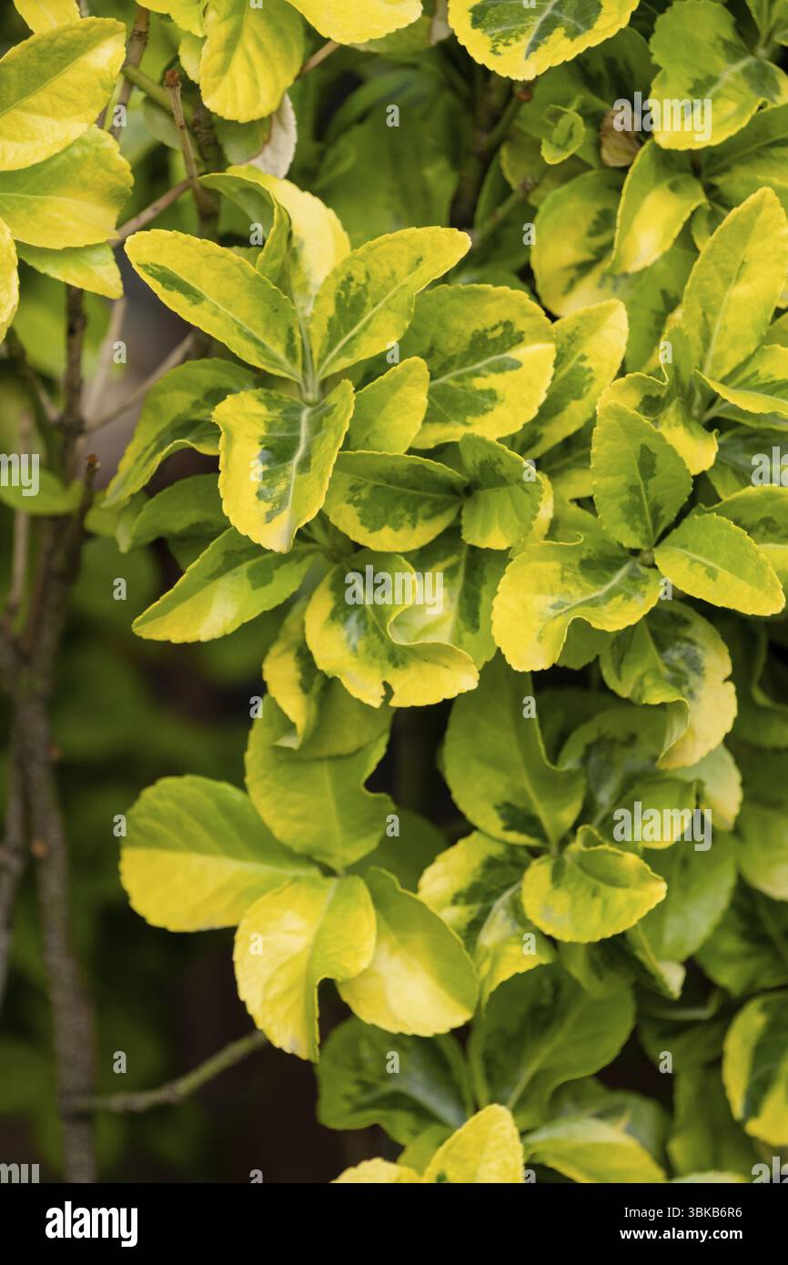 Japanese spindle tree (Euonymus japonicus), an ornamental shrub Stock ...