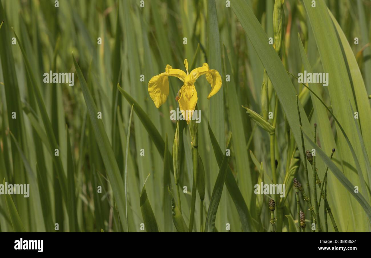 Swamp iris, (Iris pseudacorus Stock Photo - Alamy