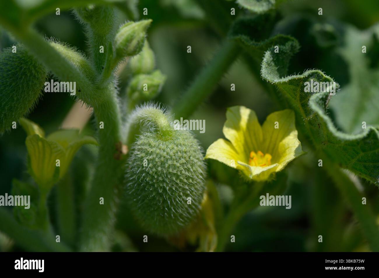Close up macro detail squirting cucumber fruit hi-res stock photography ...