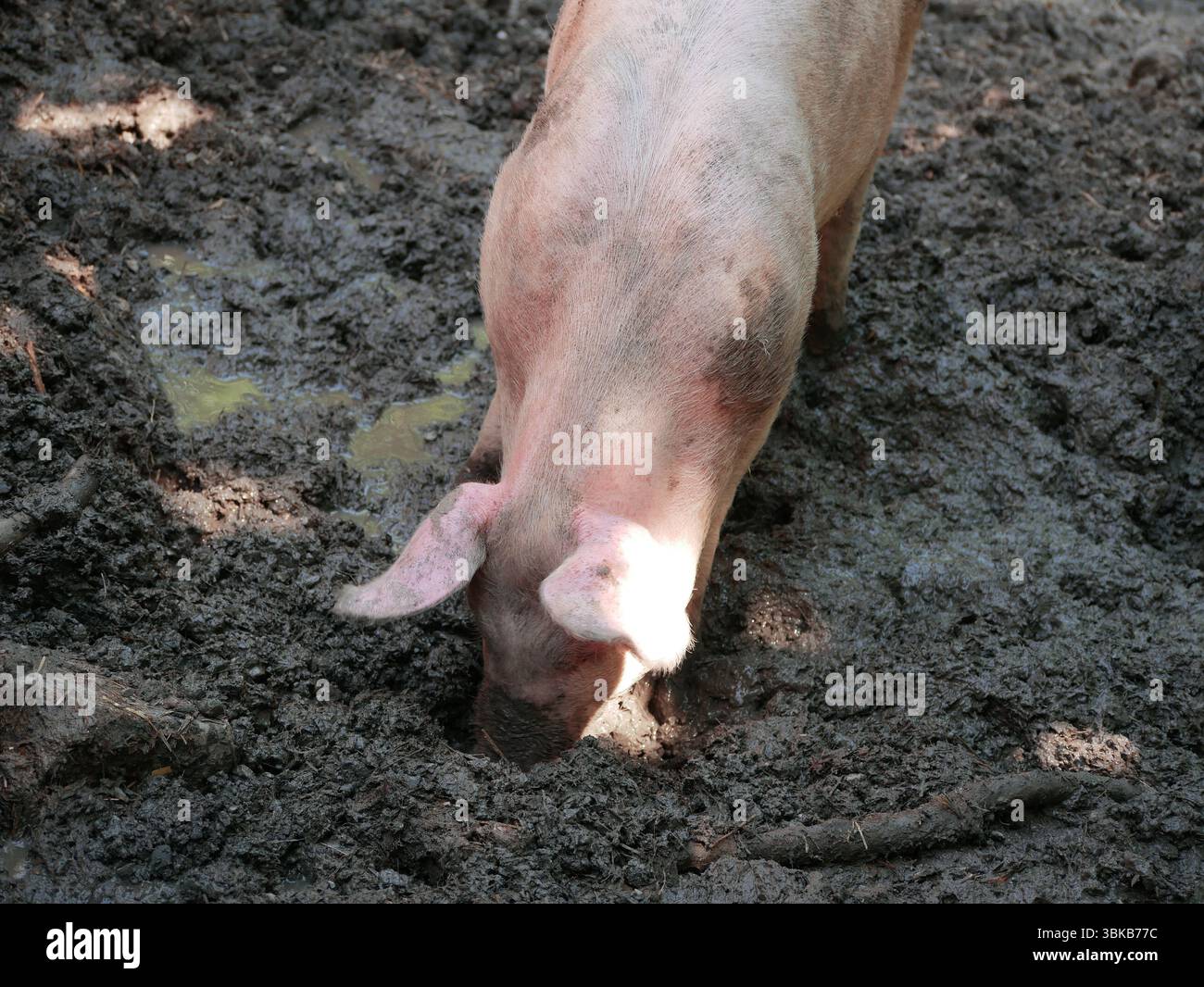 A farm pig digs its nose into a mud puddle Stock Photo - Alamy