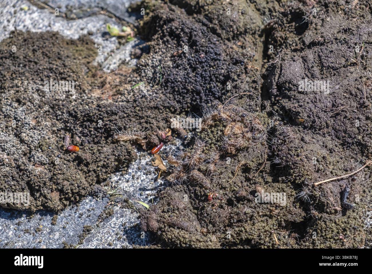 Nest remains and stinging hairs of the oak processionary moth after ...