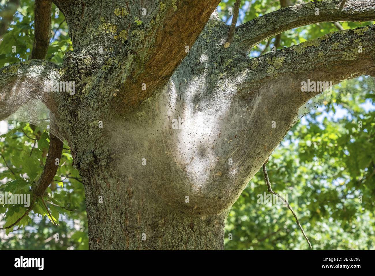 Large web nest of the oak processionary moth on an oak trunk Stock ...