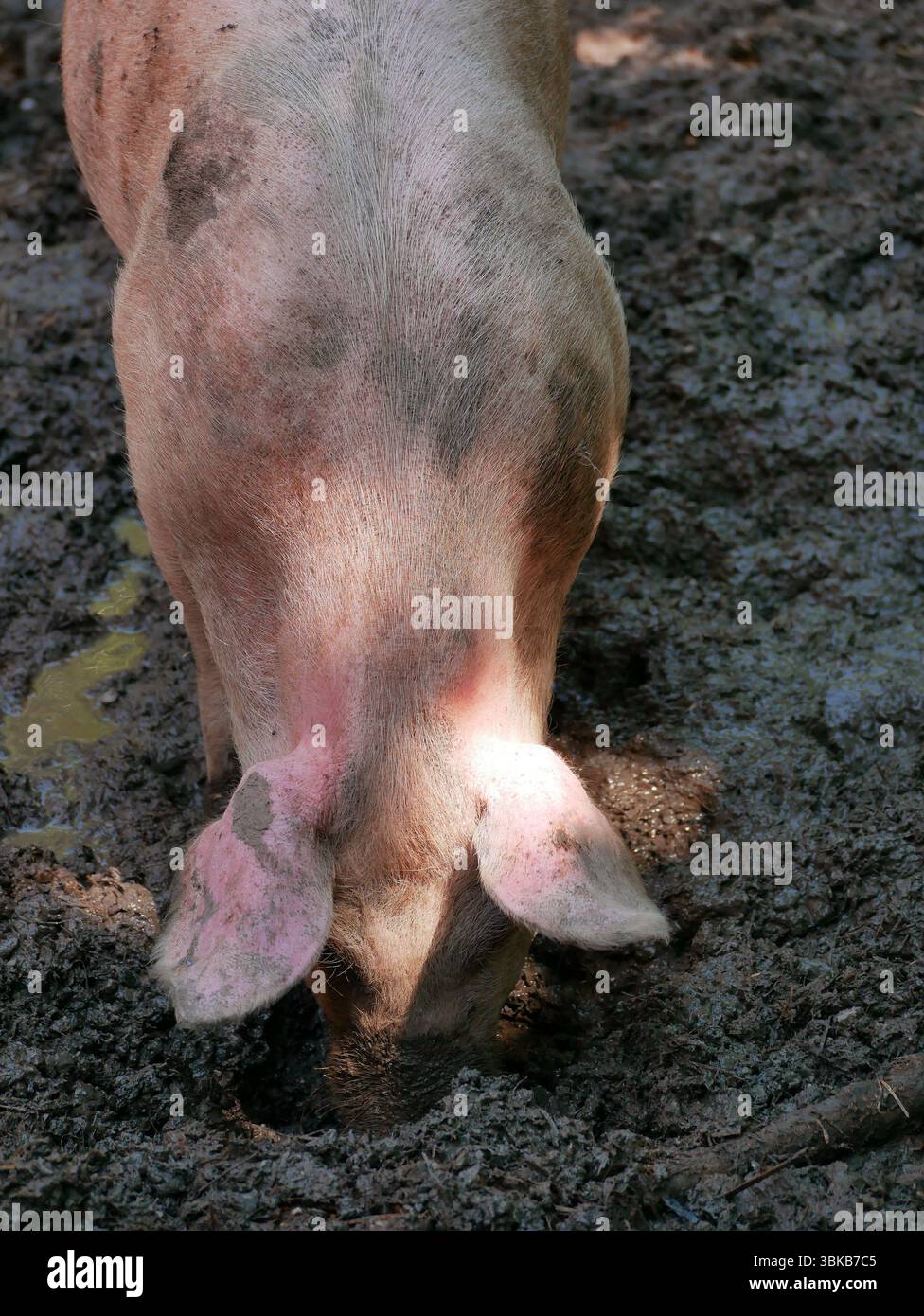 A farm pig digs its nose into a mud puddle Stock Photo - Alamy