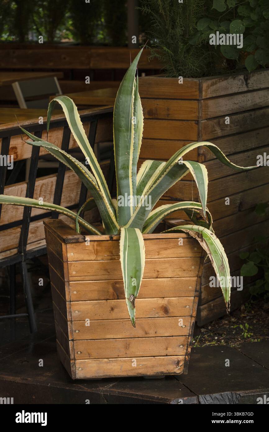 Agave americana in pot hi-res stock photography and images - Alamy