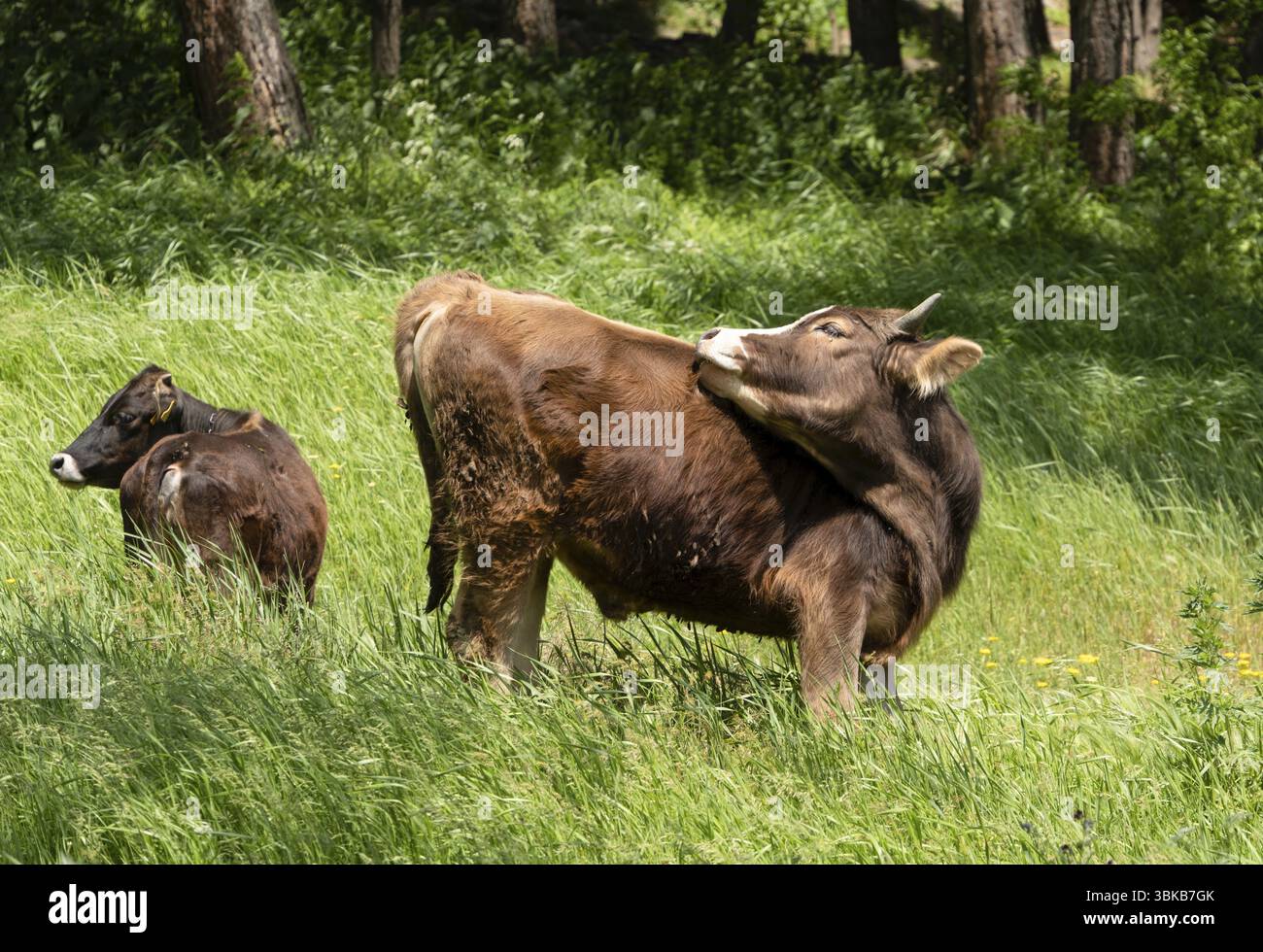 A bull and a calf are grazing in a meadow Stock Photo - Alamy