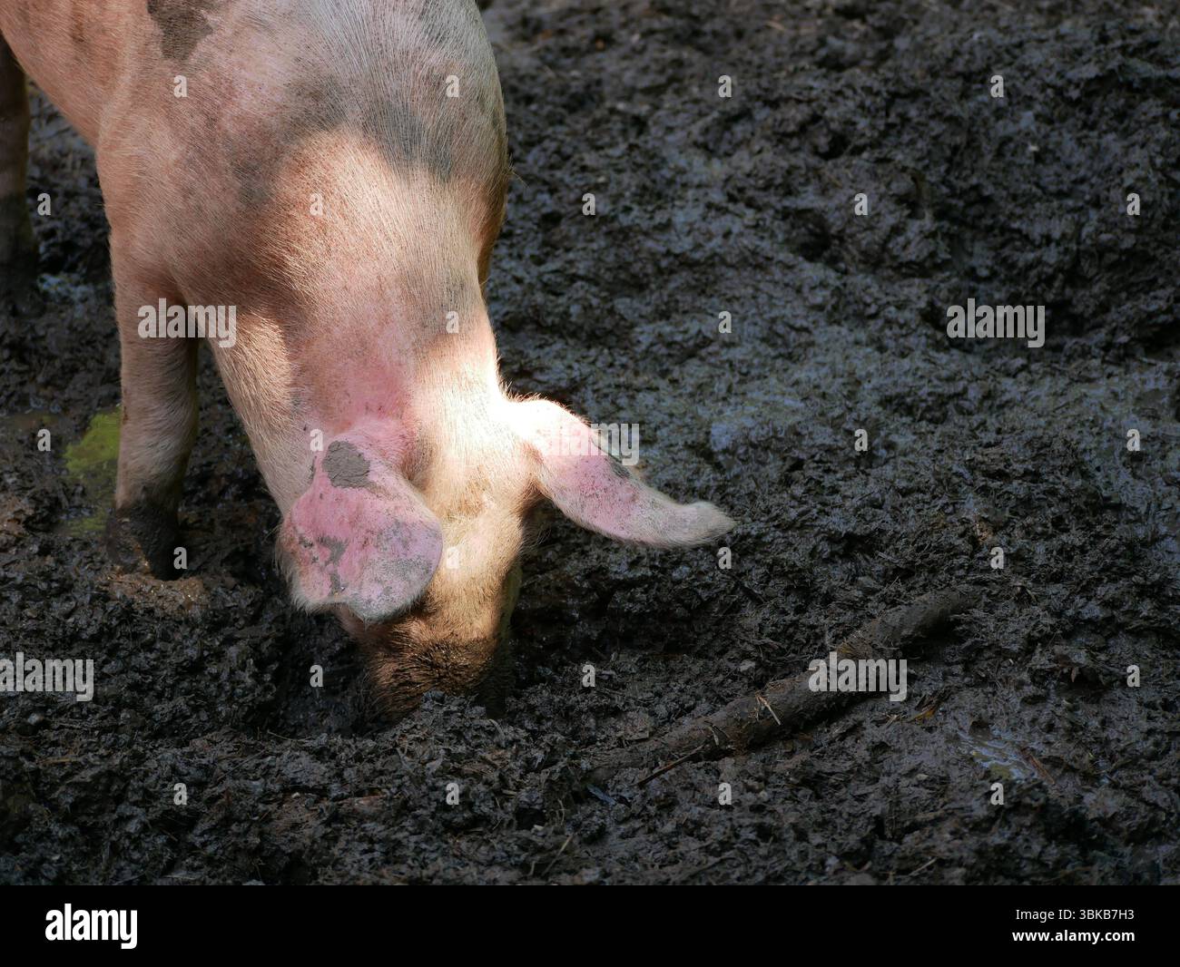 A farm pig digs its nose into a mud puddle Stock Photo - Alamy