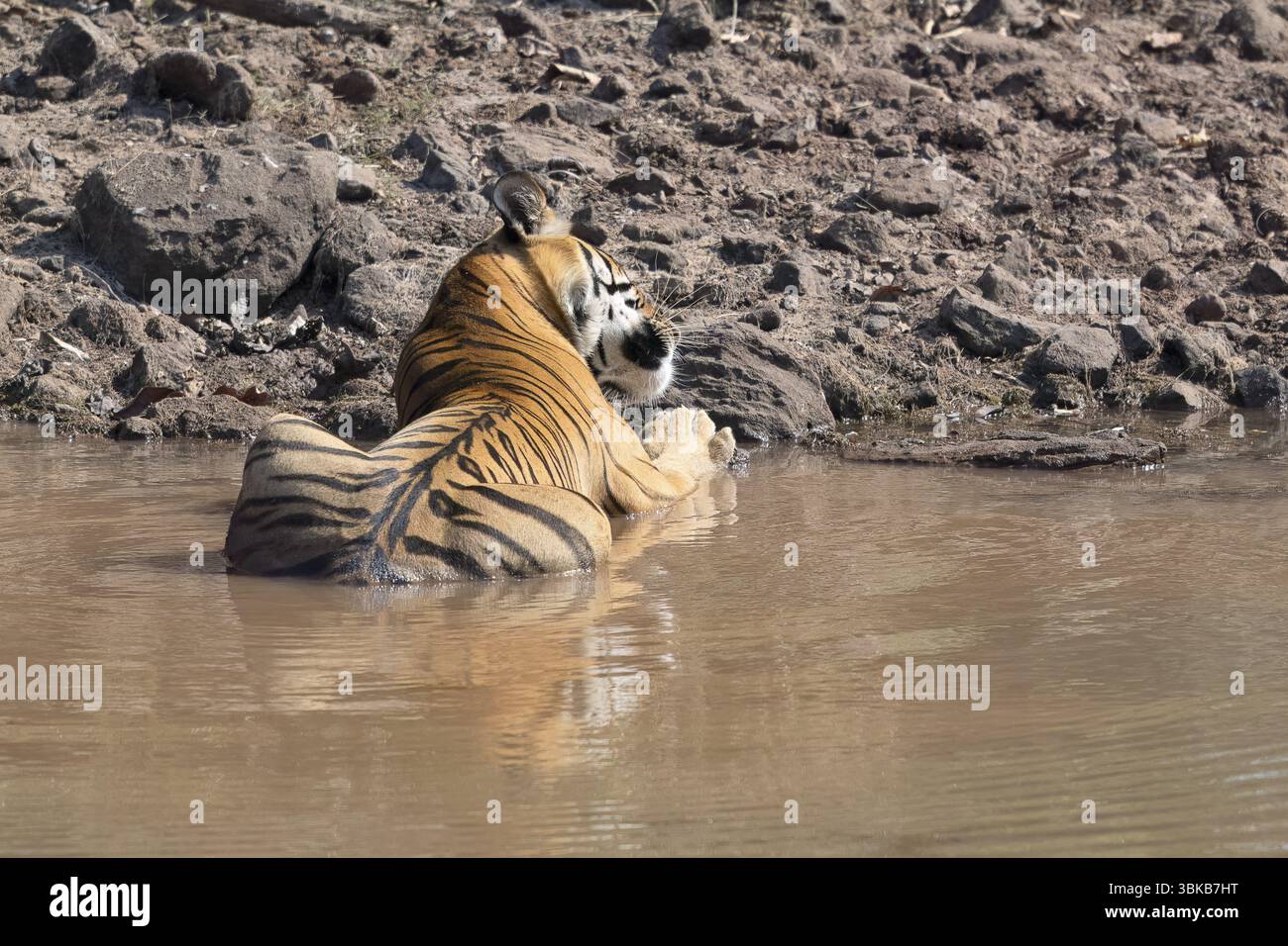 Tiger (Panthera tigris), Bengal tiger or Indian tiger, big cat ...