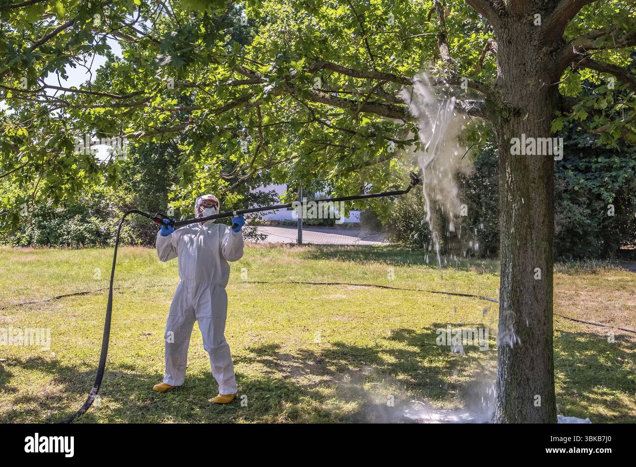 Pest controller flushes oak processionary moth nests from the tree ...