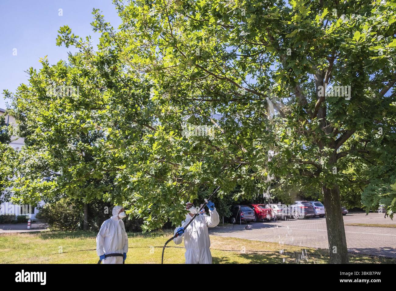 Pest controllers clean oak tree crown of oak processionary moth Stock ...