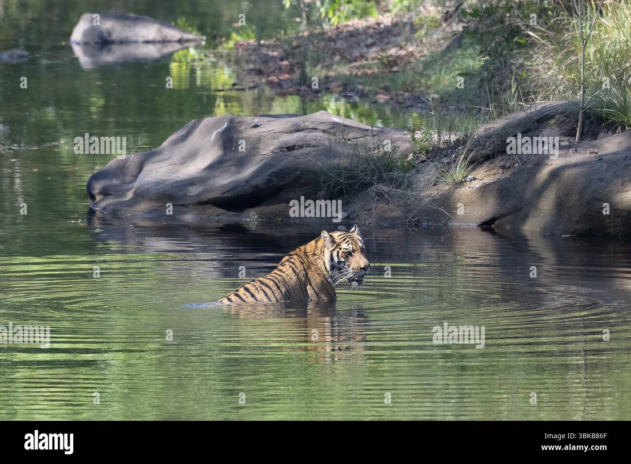 Tiger (Panthera tigris), Bengal tiger or Indian tiger, big cat ...