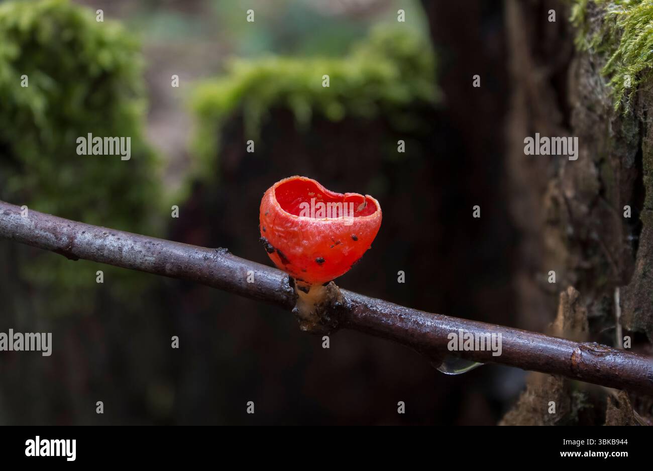 Wild mushrooms growing in the forest. The world of fungi. Scarlet elf ...