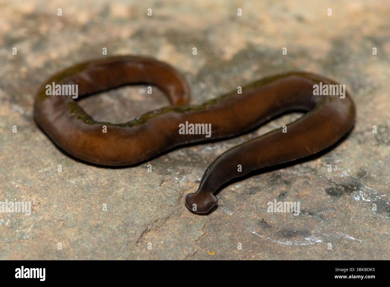 Predatory land planarian hi-res stock photography and images - Alamy