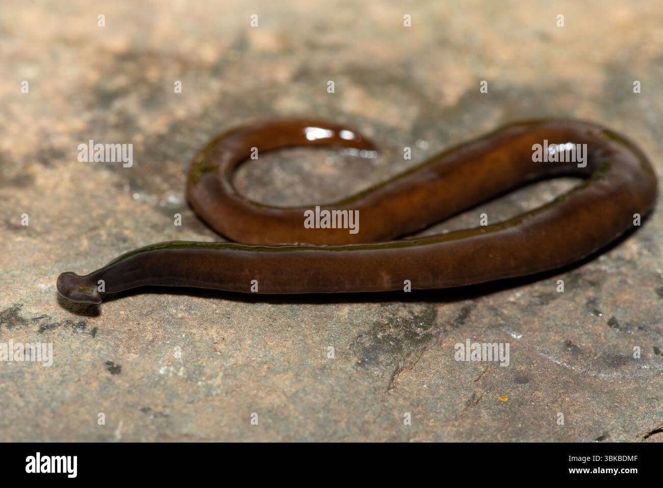 Javan hammerhead worm (Bipalium javanum), also known as the hammerhead ...