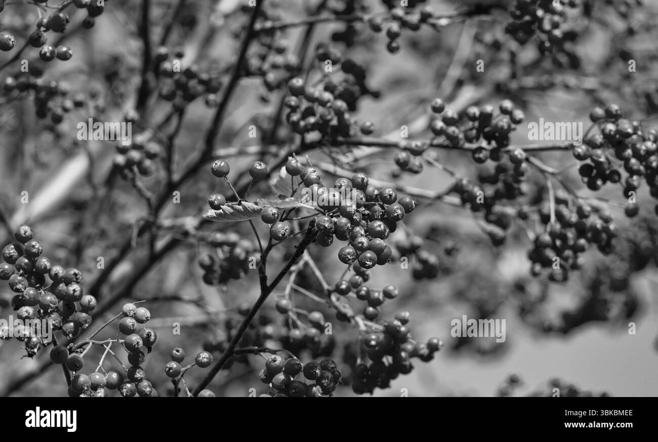 Rowan ash berry background Black and White Stock Photos & Images - Alamy