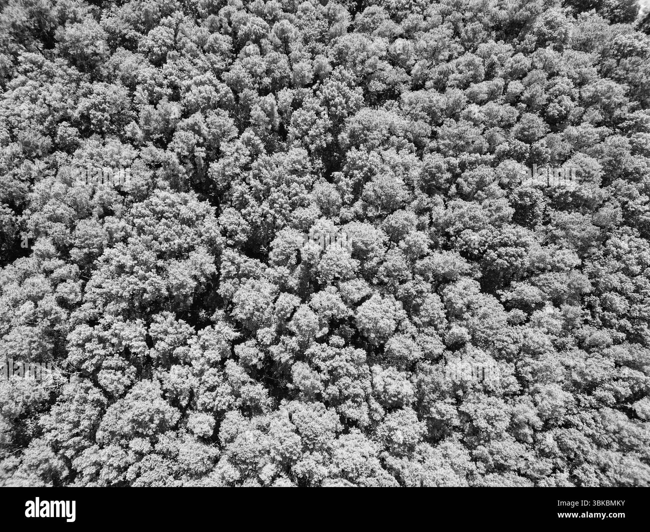 Landscape with forest in spring. Green forest in summer aerial view ...