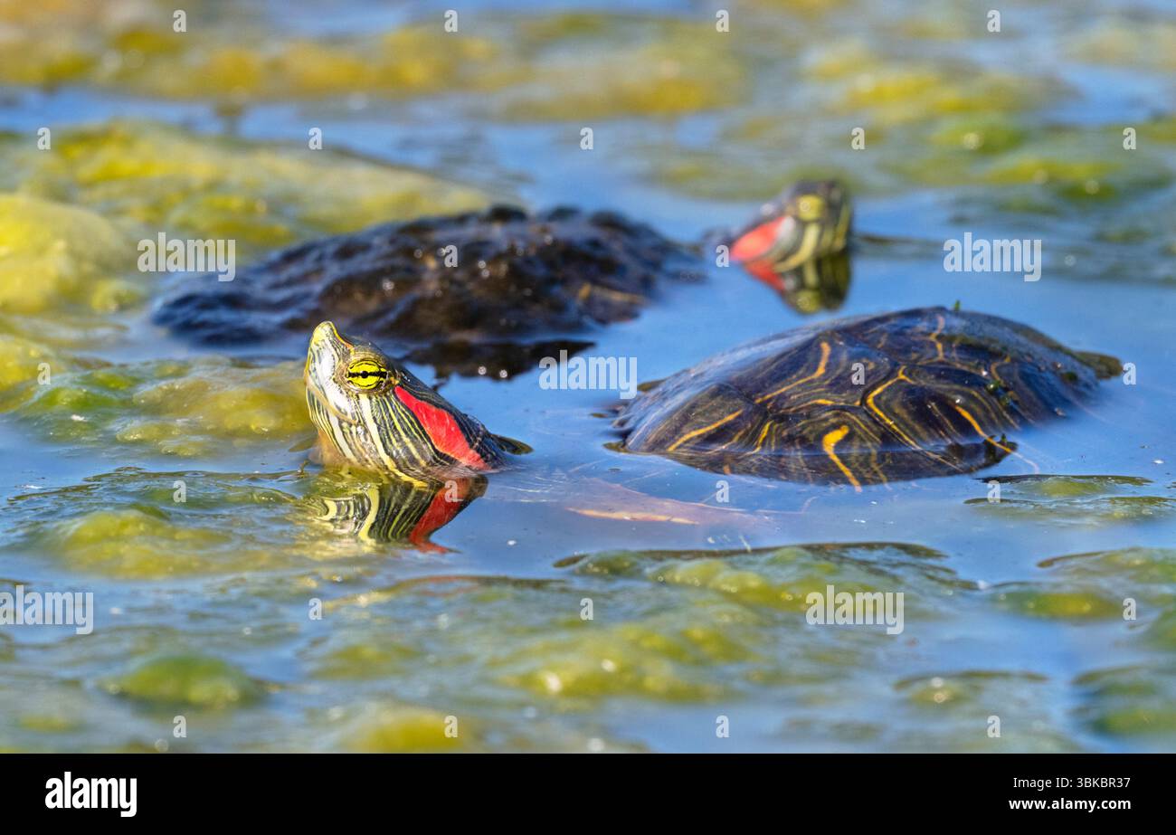 The red-eared sliders (Trachemys scripta elegans) , Galveston, TX Stock ...