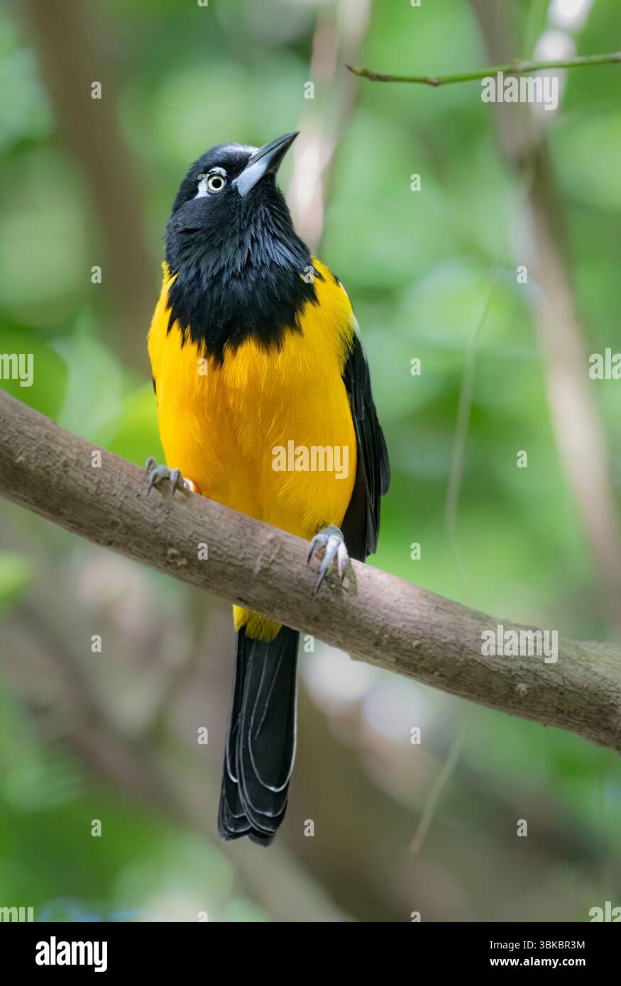 Venezuelan troupial in the tropical rainforest, closeup Stock Photo - Alamy