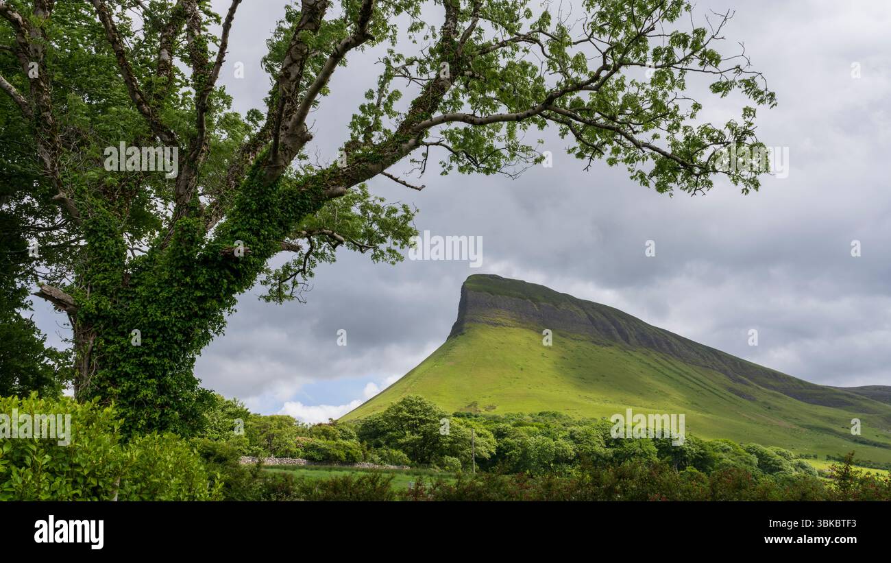 Common ash tree with ivy and green foliage framing the dramatic peak of ...
