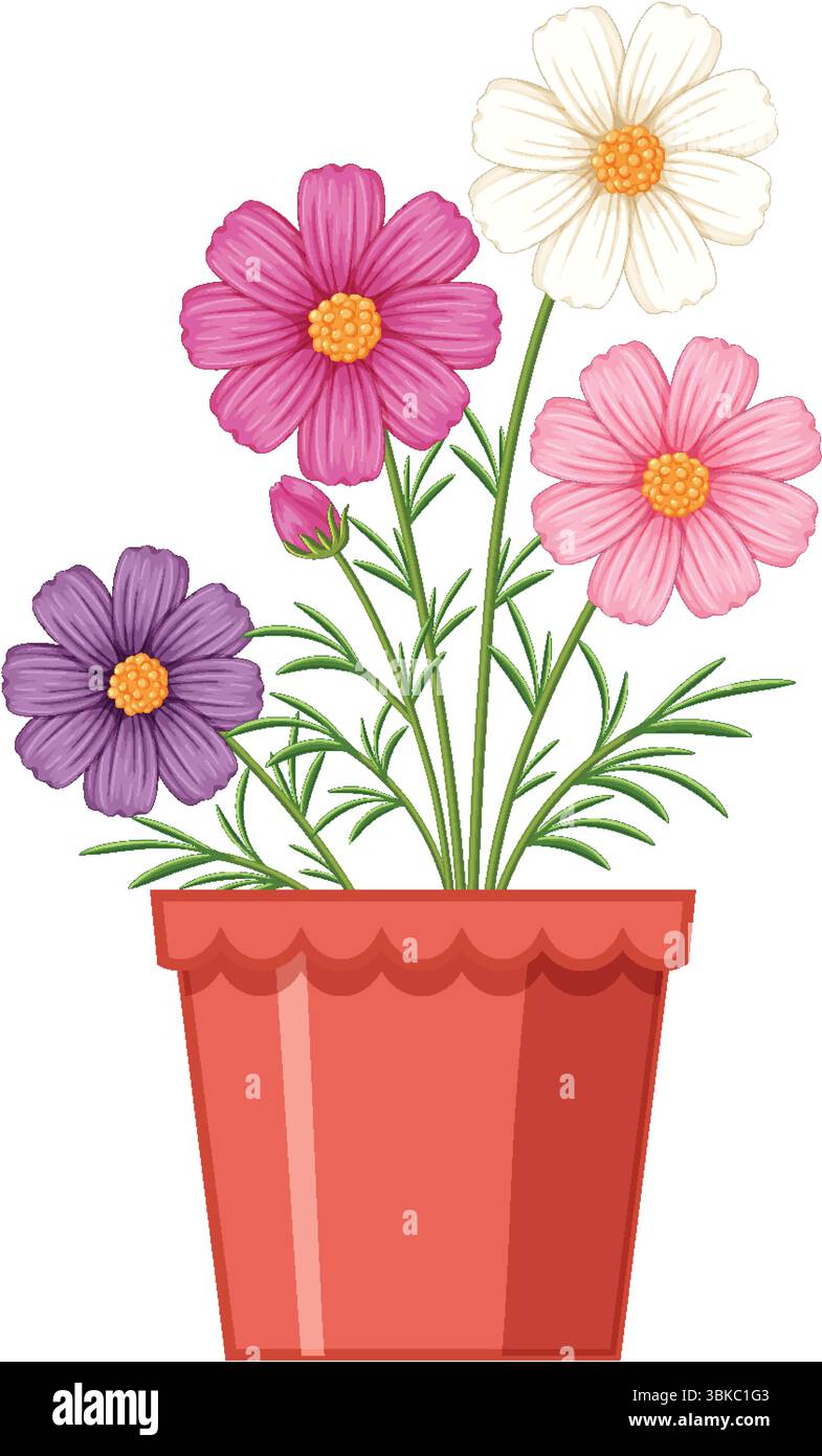 Vector illustration of vibrant cosmos flowers in a terracotta pot ...