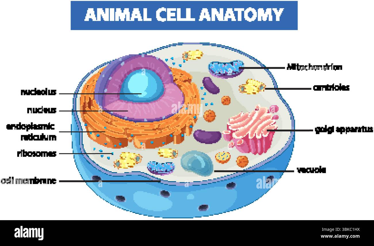 Colorful vector illustration of an animal cell with labeled organelles ...
