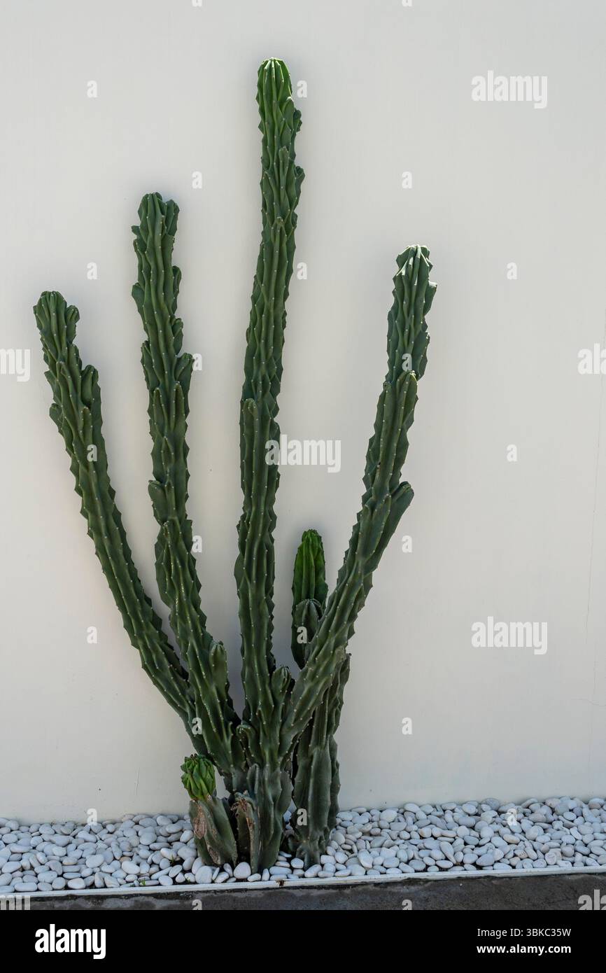 Row of cacti are planted in a white brick wall. The cacti are tall and ...