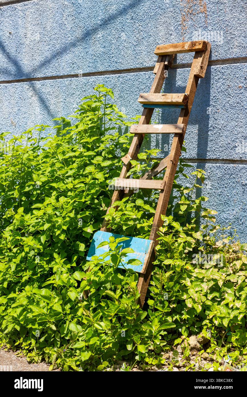 Wooden ladder leaning against a wall. The ladder is brown and has a ...