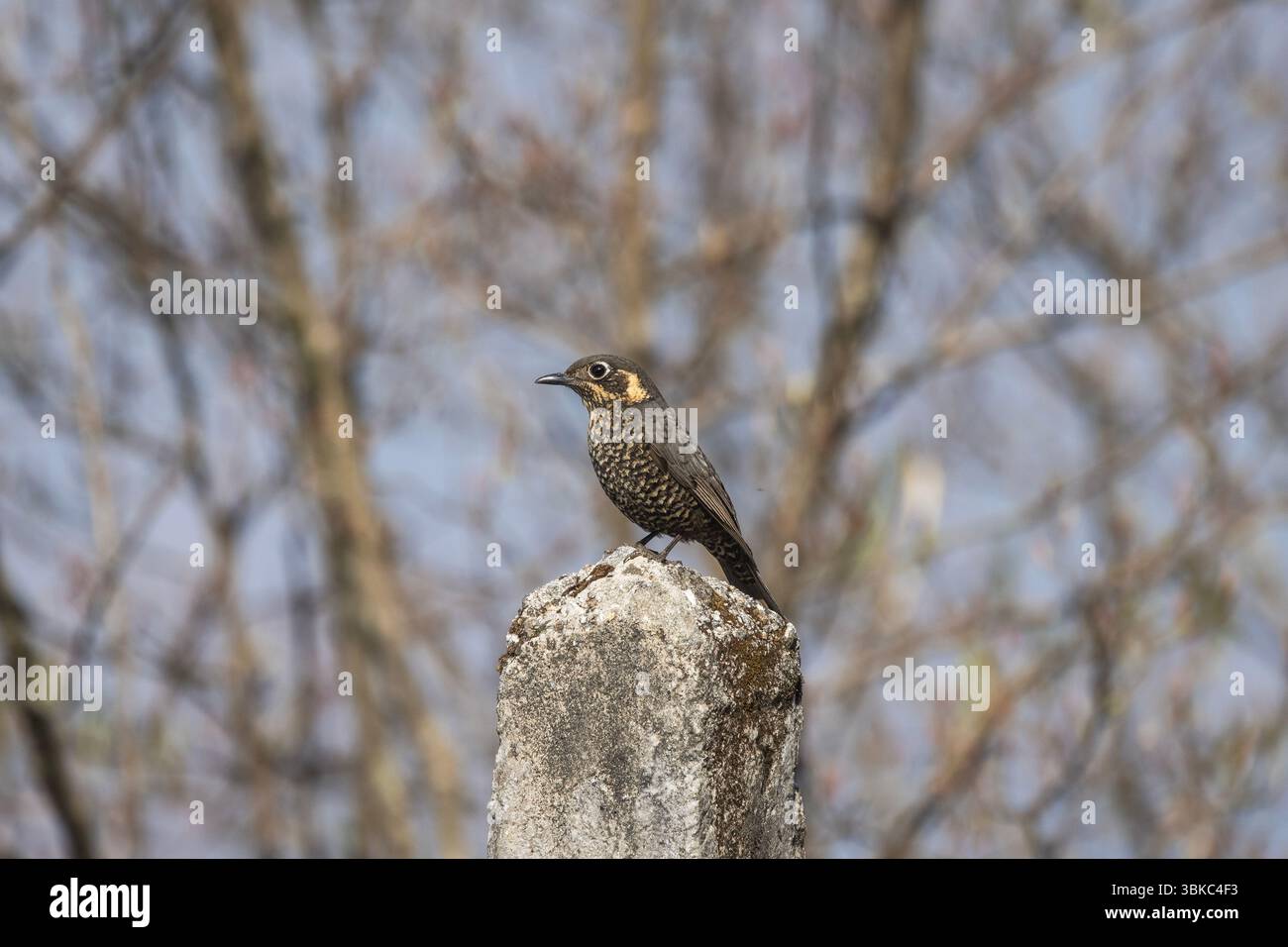 Chestnut-bellied Rock Thrush, Monticola rufiventris, female, Pangolakha ...