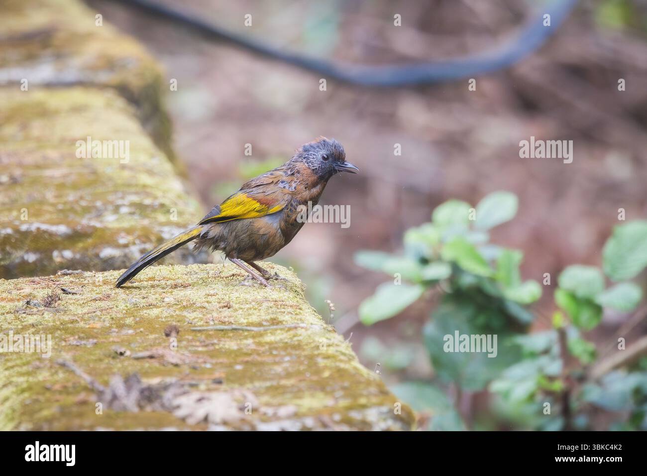 Chestnut-crowned Laughingthrush, Trochalopteron erythrocephalum, Sikkim ...
