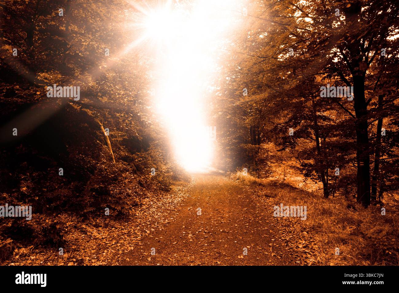 Flat design forest trail is winding through dense amber leaves toward ...