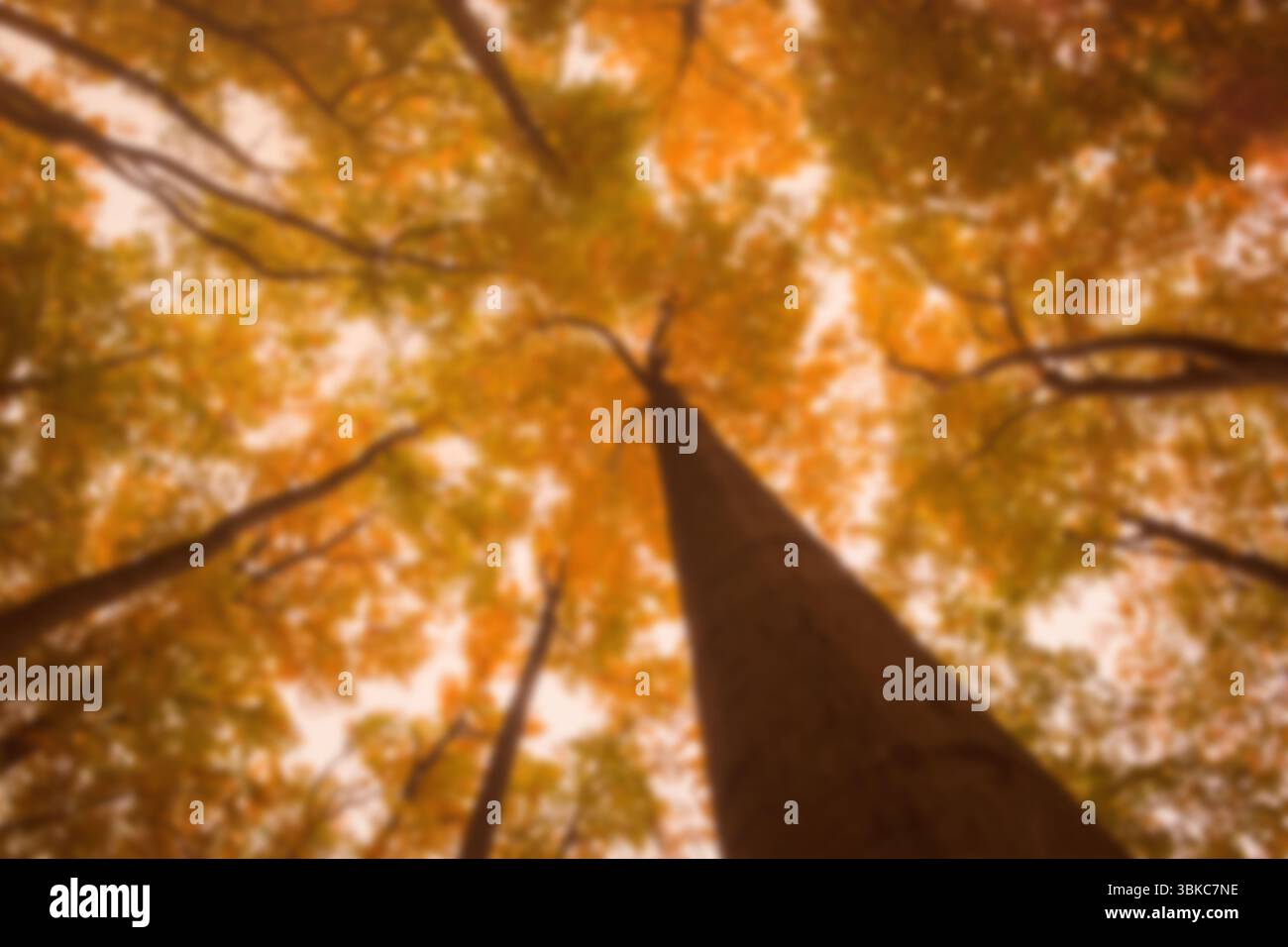 Tall autumn trees fall foliage hi-res stock photography and images - Alamy